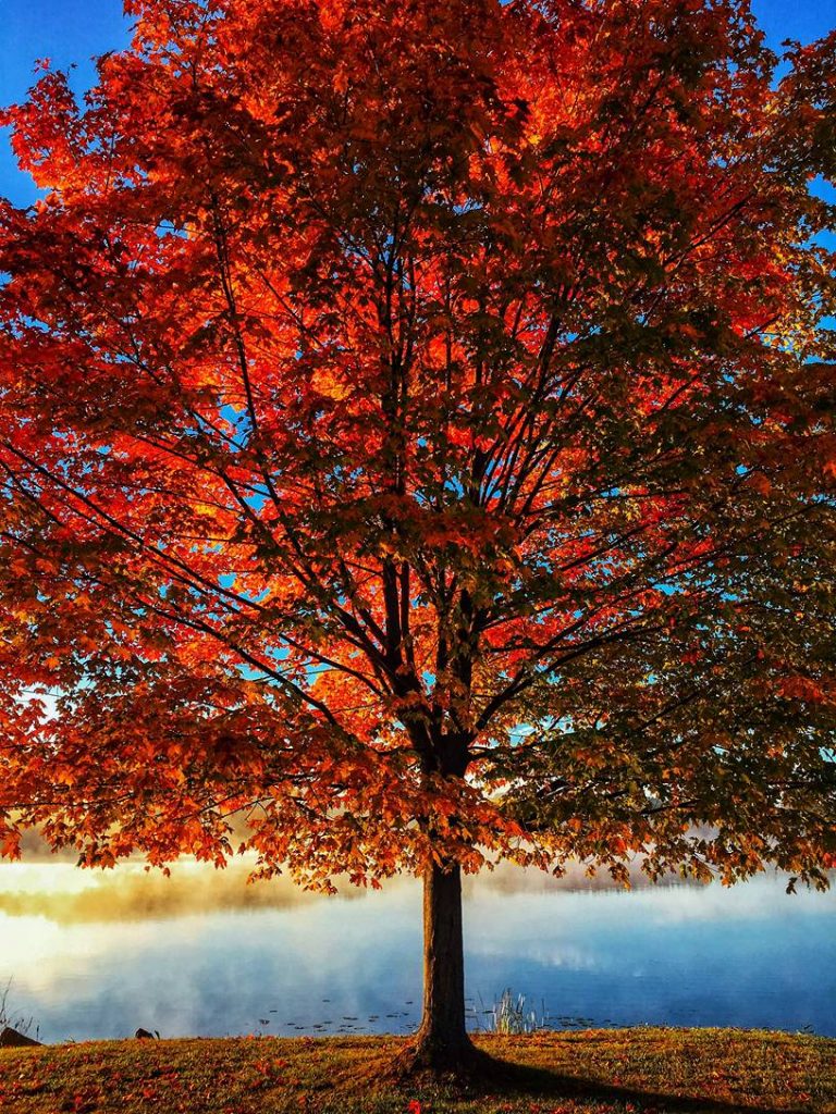 10 Trees That Grow in Water – Rhythm of the Home