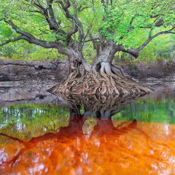 10 Trees That Grow in Water – Rhythm of the Home