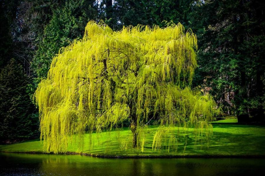 10 Trees That Grow in Water – Rhythm of the Home