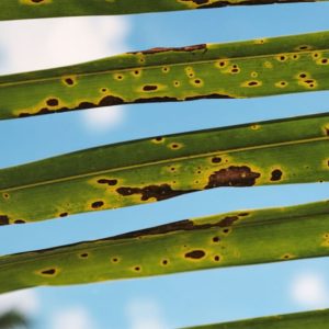 8 Palm Tree Diseases and How to Treat Them – Rhythm of the Home