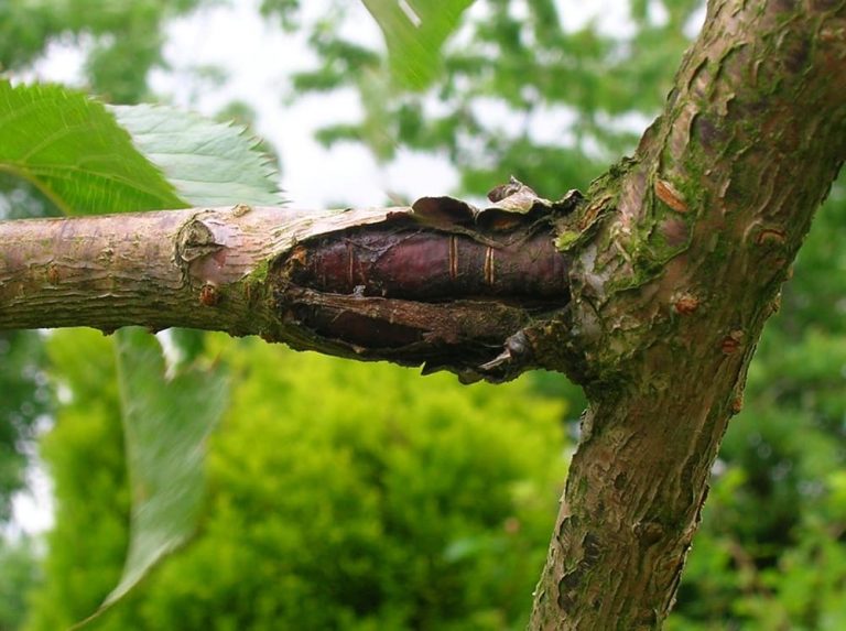 11 Cherry Tree Diseases and How to Treat Them – Rhythm of the Home