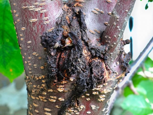 10 Peach Tree Diseases and How to Treat Them – Rhythm of the Home