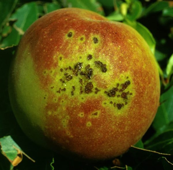 10 Peach Tree Diseases and How to Treat Them – Rhythm of the Home