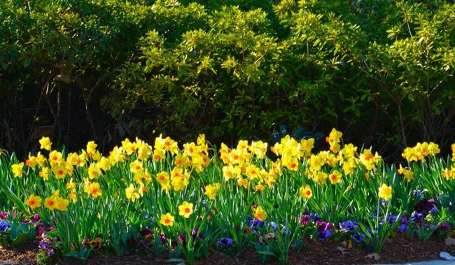 The 11 Best Daffodils for Your Garden – Rhythm of the Home