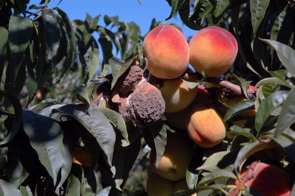 10 Peach Tree Diseases and How to Treat Them – Rhythm of the Home