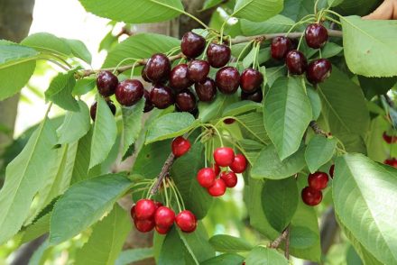 11 Cherry Tree Diseases and How to Treat Them – Rhythm of the Home