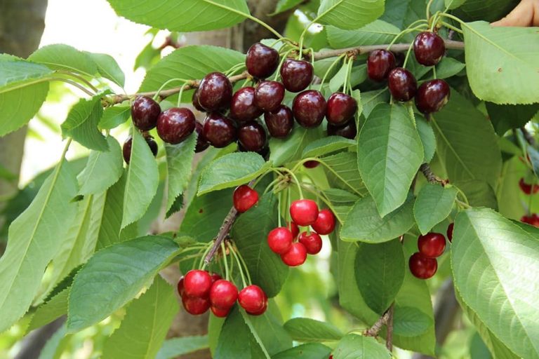 11 Cherry Tree Diseases and How to Treat Them – Rhythm of the Home