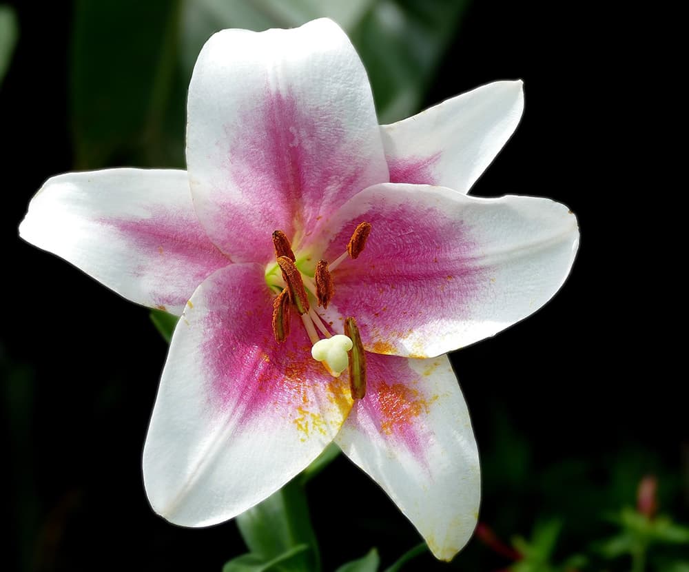 10 Plants That Dogs Hate (Won’t Eat) – Rhythm of the Home