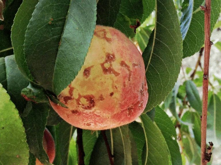 10 Peach Tree Diseases and How to Treat Them – Rhythm of the Home