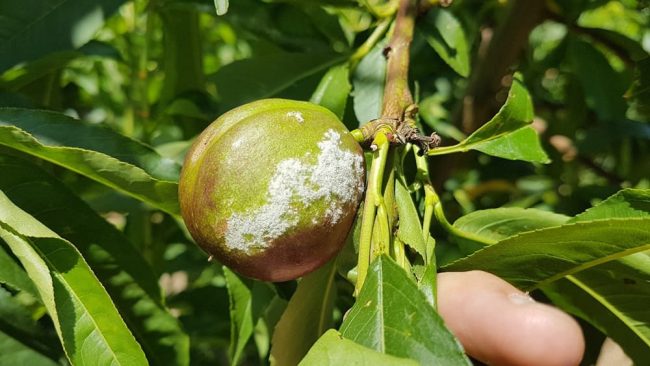 10 Peach Tree Diseases and How to Treat Them – Rhythm of the Home
