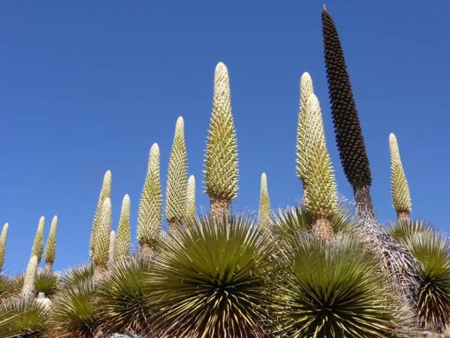 The 18 Most Beautiful Desert Plants – Rhythm of the Home