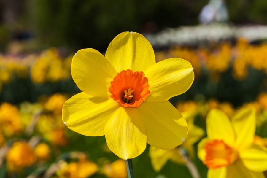 The 11 Best Daffodils for Your Garden – Rhythm of the Home