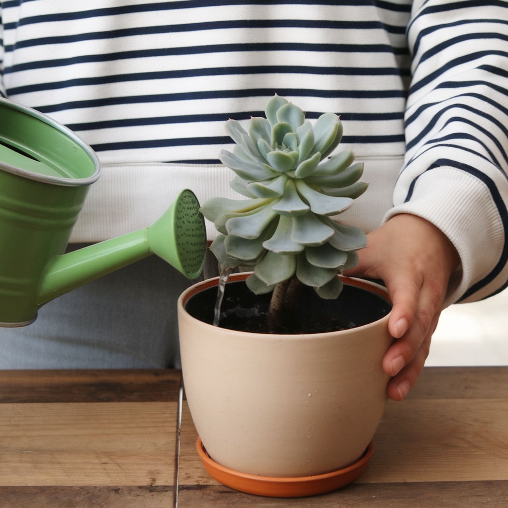 How to Water Succulents in 8 Steps (With Pictures) – Rhythm of the Home