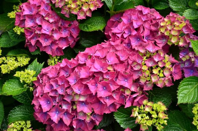 12 Gorgeous Hydrangea Varieties – Rhythm of the Home