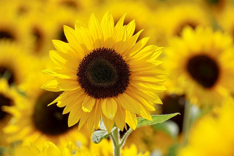 16 Beautiful Sunflower Varieties – Rhythm of the Home