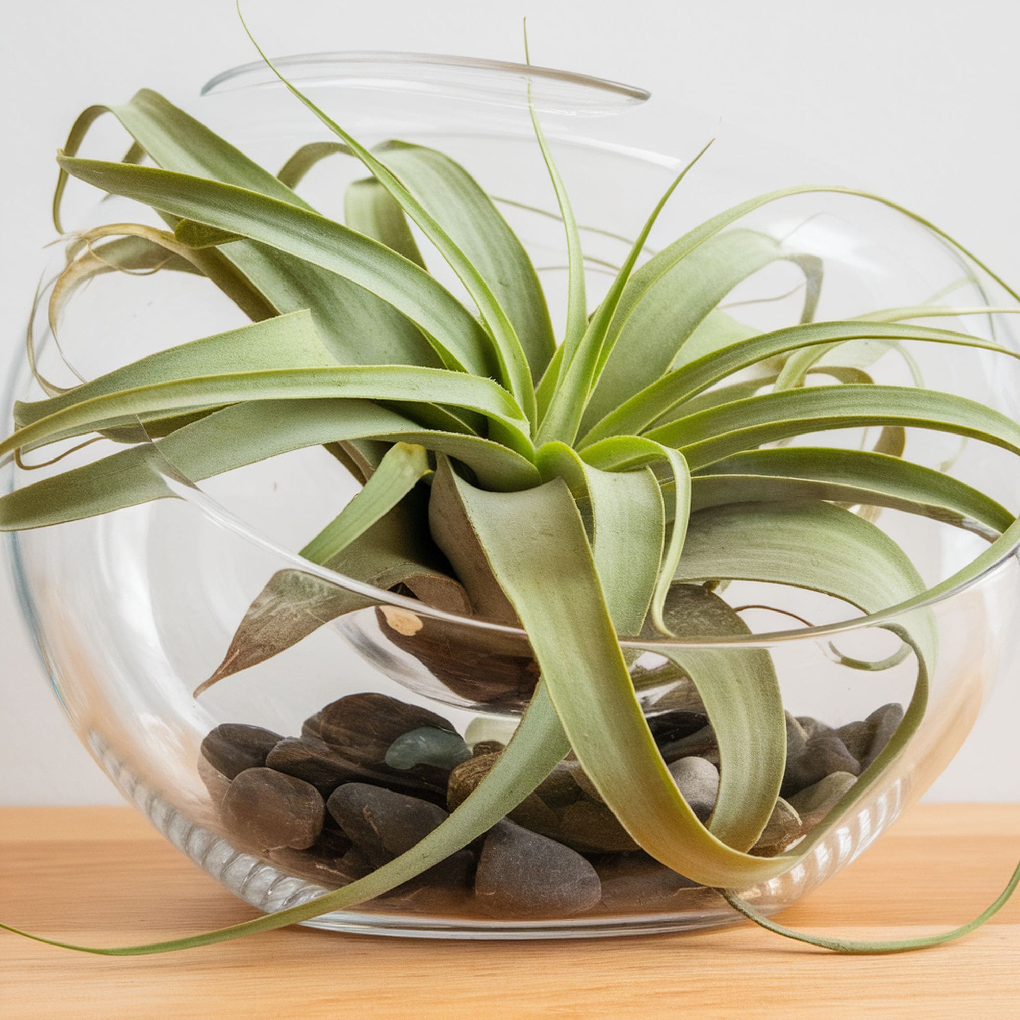 Solved: How to Water Air Plants in 8 Steps – Rhythm of the Home