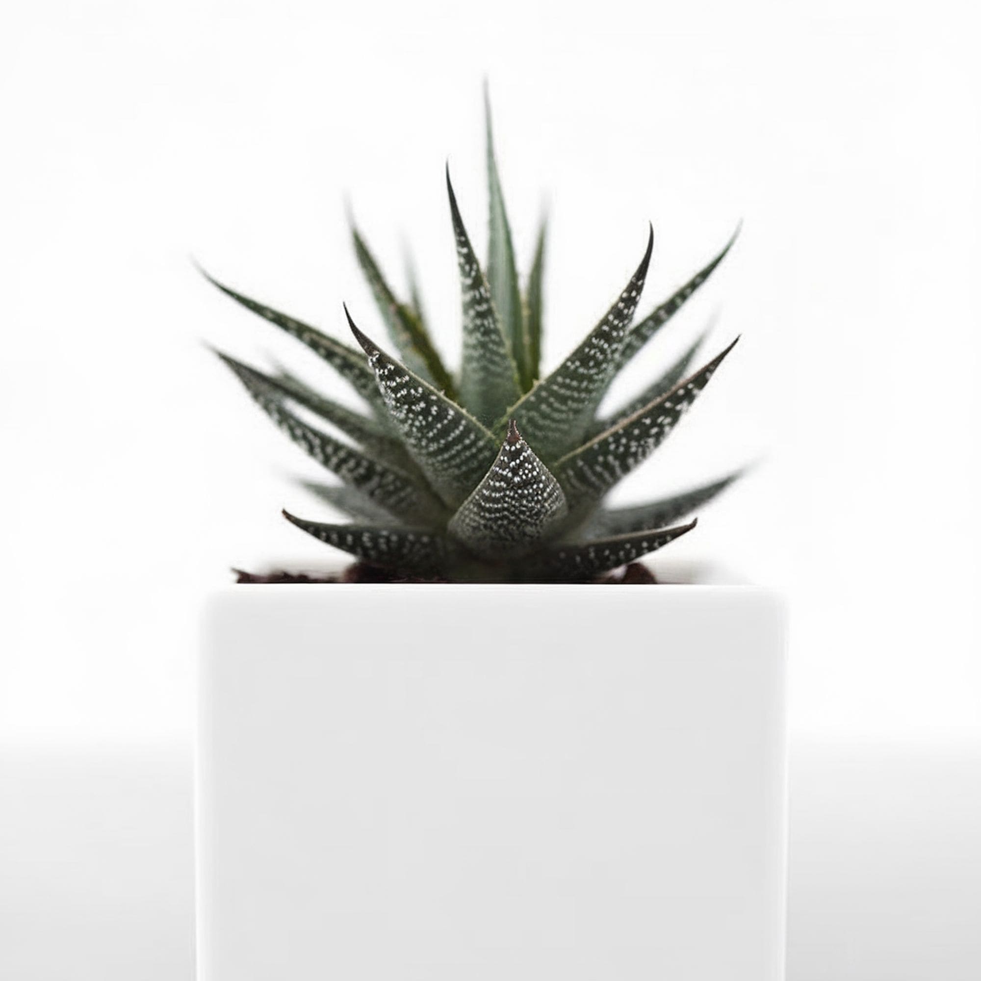 20 Brilliant Decor Ideas to Make Your Cubicle Feel Homey – Rhythm of ...