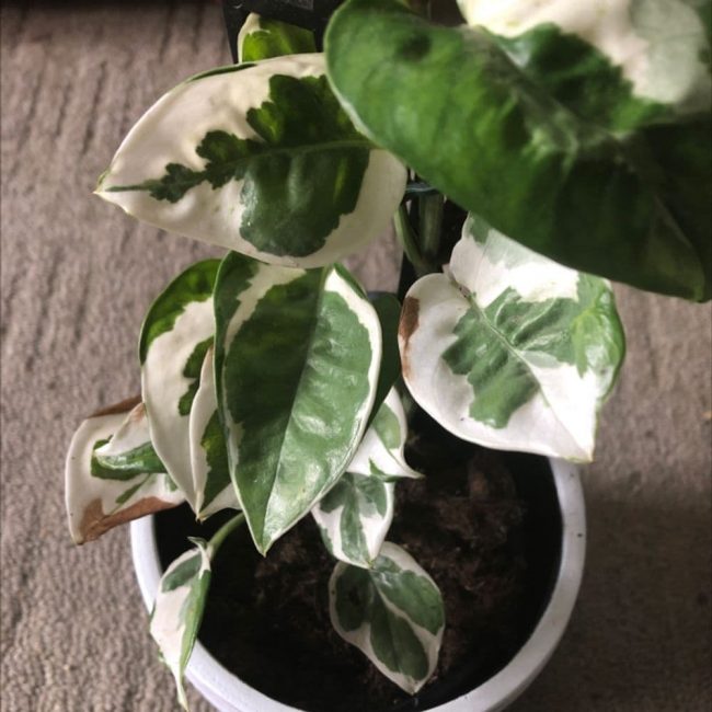The 10 Best Pothos Plant Varieties – Rhythm of the Home