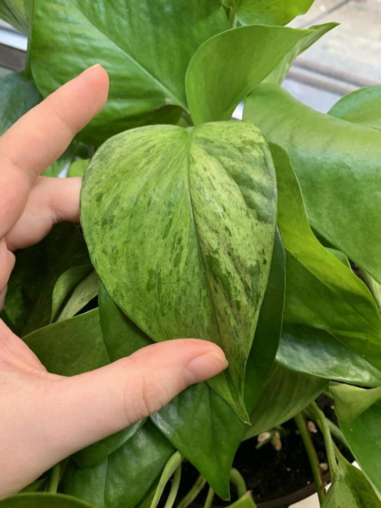 The 10 Best Pothos Plant Varieties – Rhythm of the Home