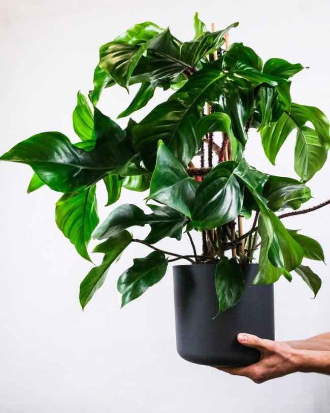 The 12 Best Dish Garden Plants – Rhythm of the Home