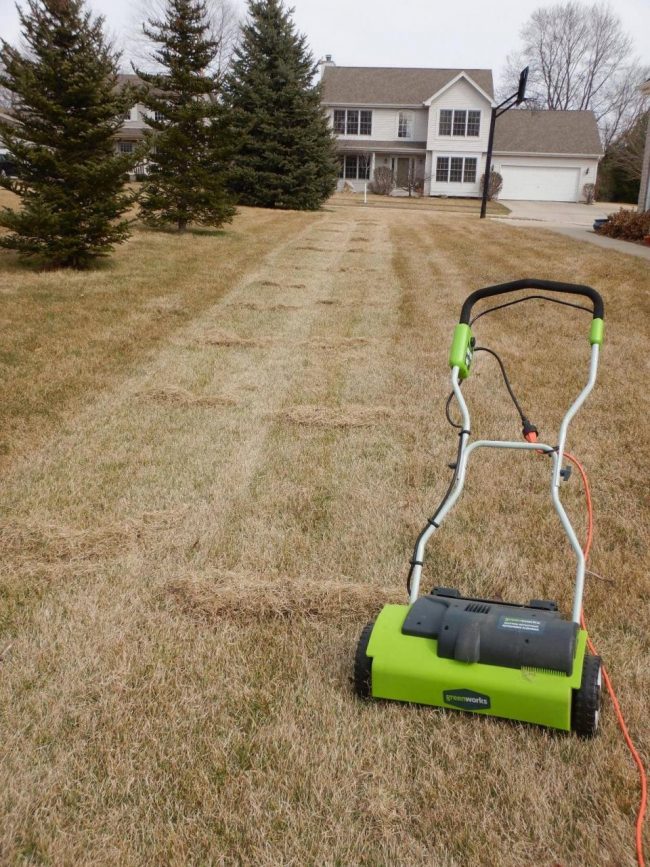 7 Methods to Eliminate Chinch Bugs and Treat Damaged Areas – Rhythm of ...