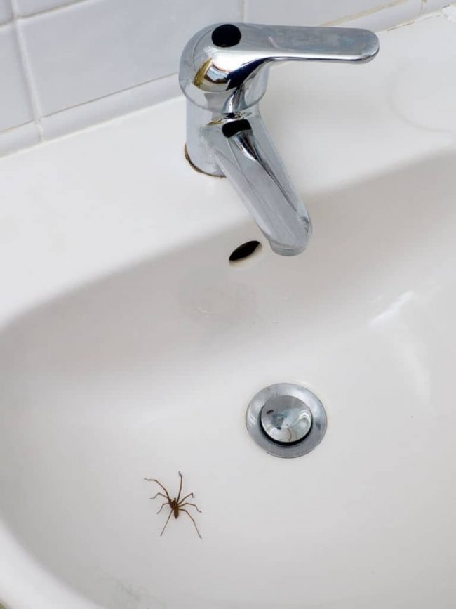 10 Proven Methods to Get Rid of Spiders – Rhythm of the Home
