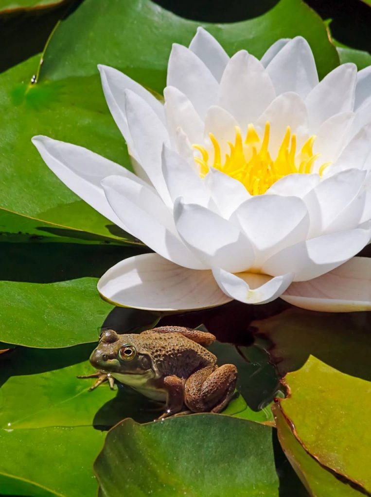 10 Plants That Frogs Like (And Attract Them to Your Garden) - Rhythm of ...