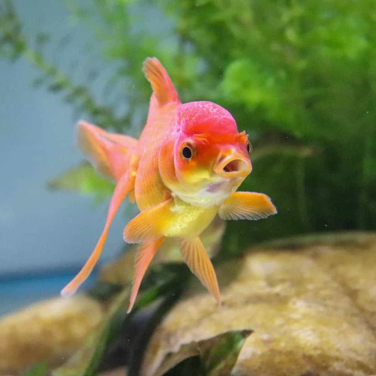 The 10 Best Fish Types for Koi Ponds - Rhythm of the Home