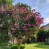 The 14 Best Trees for Southern California – Rhythm of the Home