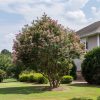 The 15 Best Trees for Front Yards – Rhythm of the Home