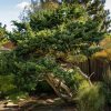 The 14 Best Trees for Southern California – Rhythm of the Home