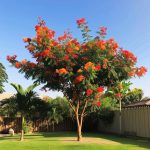 The 14 Best Trees for Southern California – Rhythm of the Home