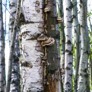 5 Birch Tree Diseases and How to Treat Them – Rhythm of the Home