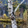 5 Birch Tree Diseases and How to Treat Them – Rhythm of the Home