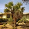 The 15 Best Palm Tree Types – Rhythm of the Home